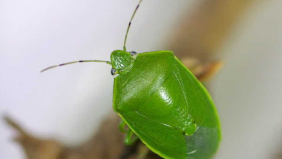 Japan on alert for unseasonal swarm of stink bugs that feed on fruit