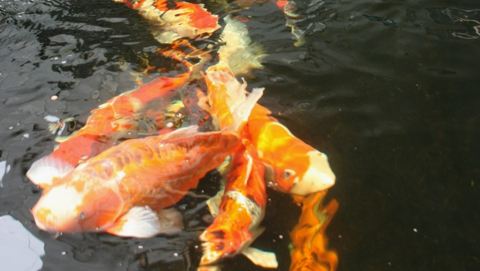 Japan's Nishikigoi carp gaining popularity overseas