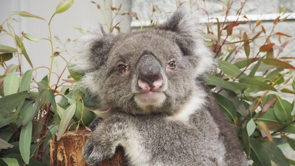 Koala at western Japan zoo becomes world's oldest in captivity