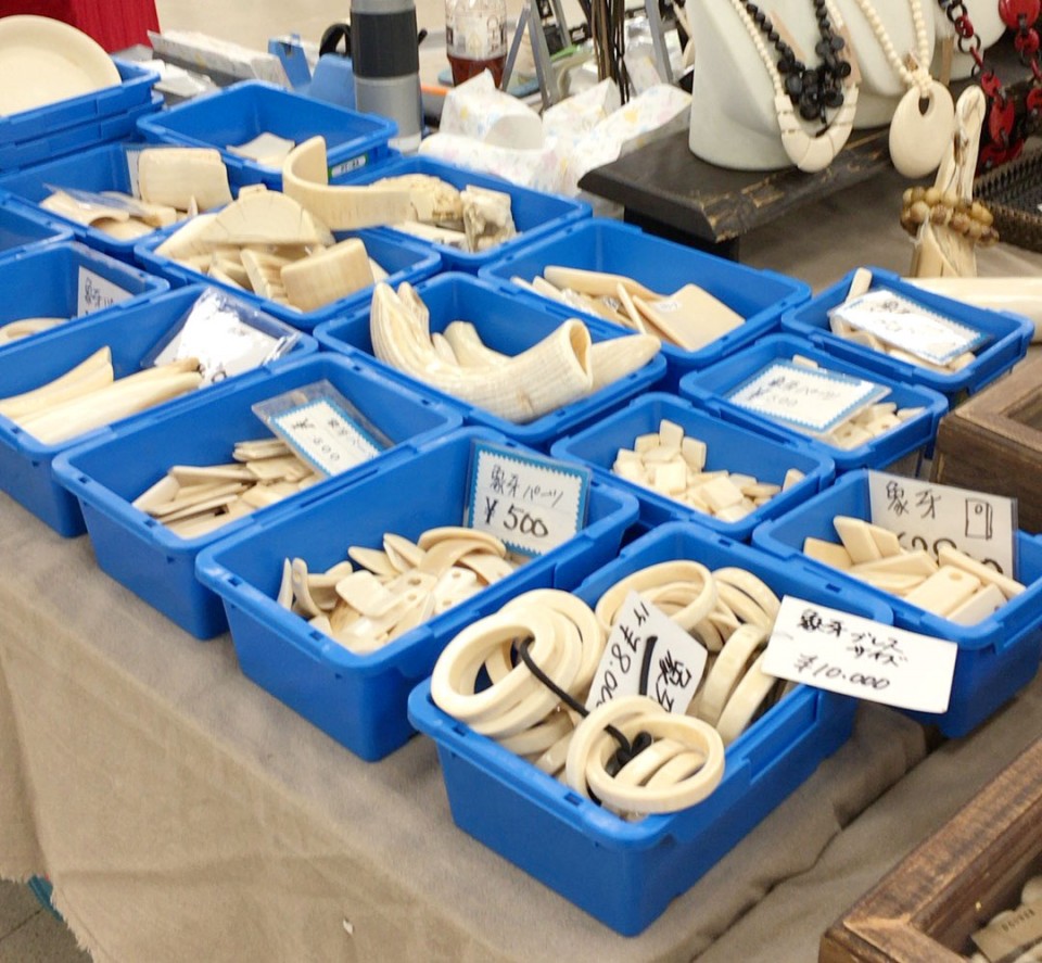 WWF urges Japan to close domestic ivory market by 2020