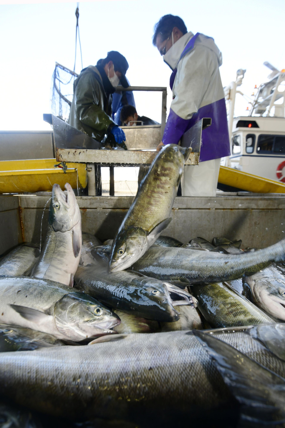 Japanese salmon catches plummet in losing battle to climate change ...