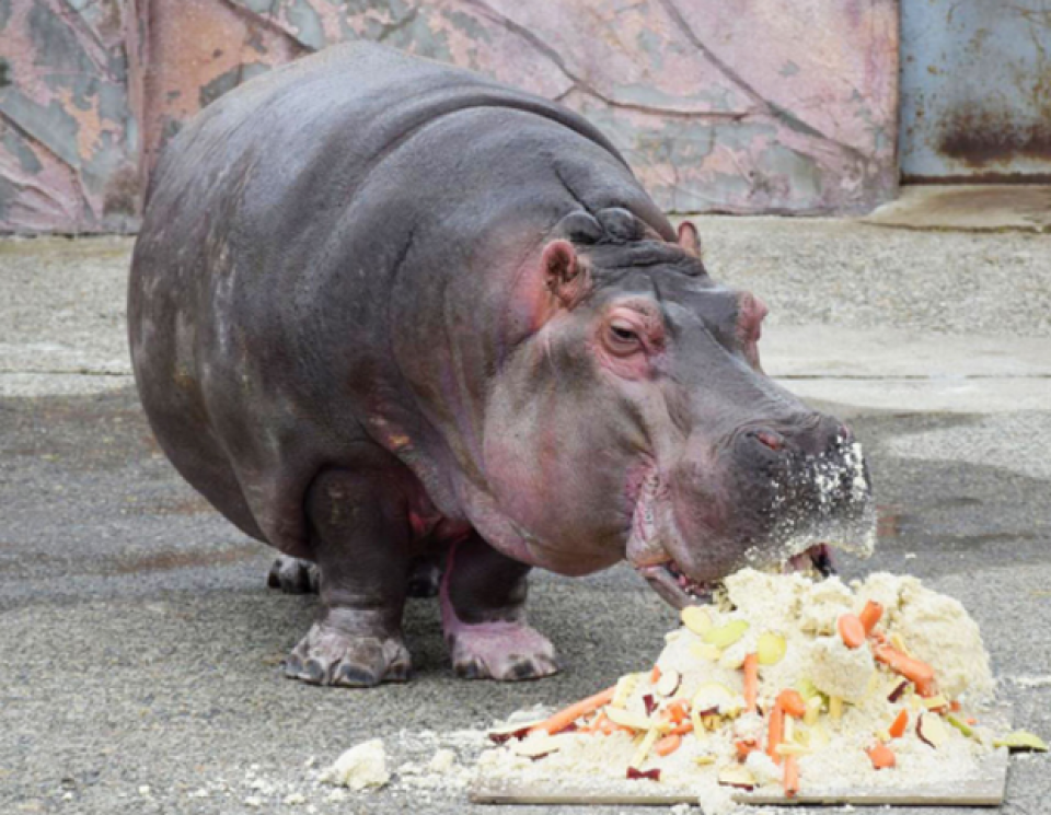 Japan's oldest hippopotamus dies at age 54