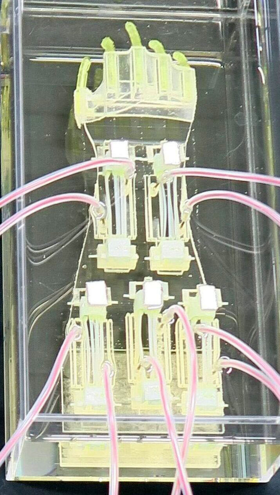 Japan team develops world's largest "biohybrid" robot hand