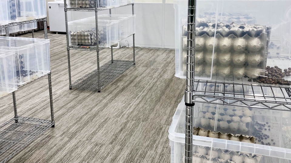 NTT East to trial edible cricket farming using AI, other tech