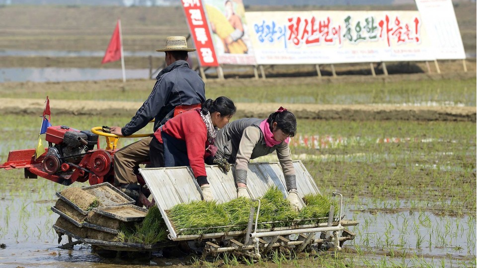 S. Korea to send 50,000 tons of rice to N. Korea through U.N.